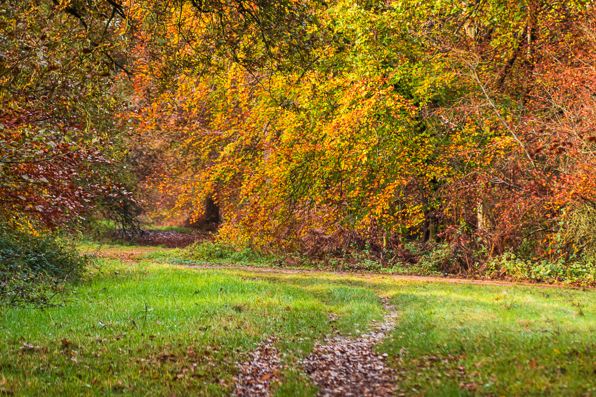 Thetford Forest :: Norfolk in Pictures