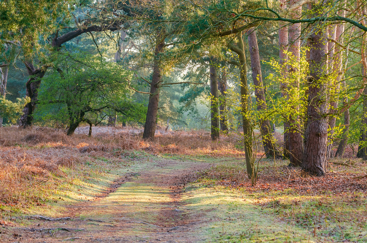 East Wretham Nature Reserve :: Norfolk in Pictures
