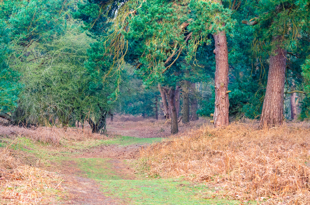 East Wretham Nature Reserve :: Norfolk in Pictures