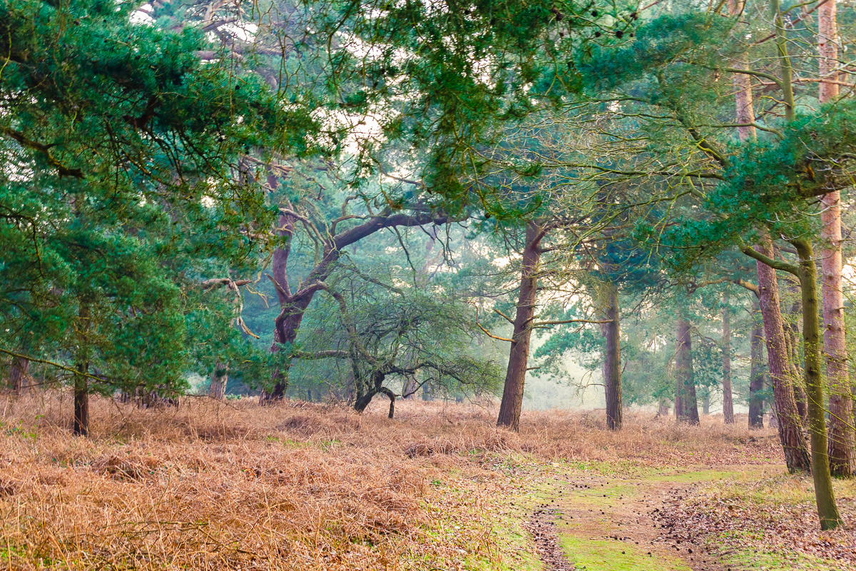 East Wretham Nature Reserve :: Norfolk in Pictures